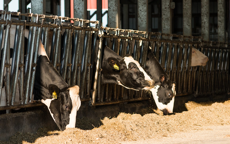 Cow Fertility In The Post Genomic Era Progress Challenges And