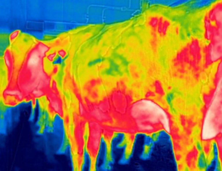 Heat Stress Abatement in Dairy Facilities – Dairy