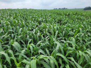 Basics of Cocktail Forage Mixes – Dairy