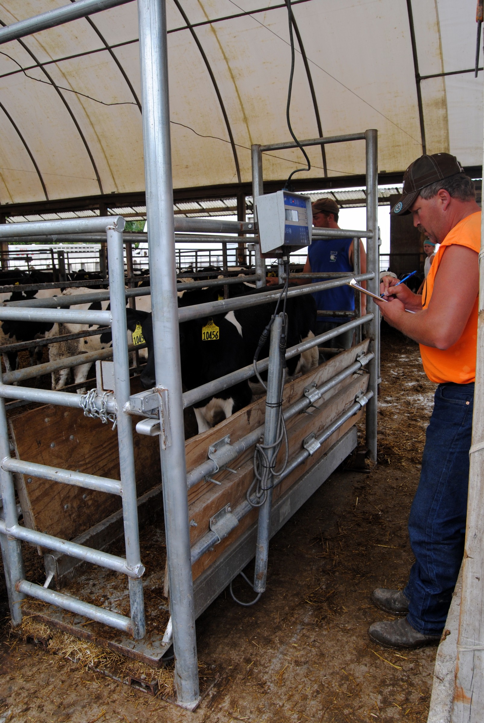 You can’t manage what you don’t measure: Knowing and managing heifer ...