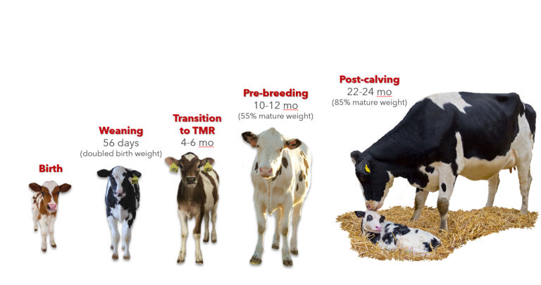 You can’t manage what you don’t measure: Knowing and managing heifer ...
