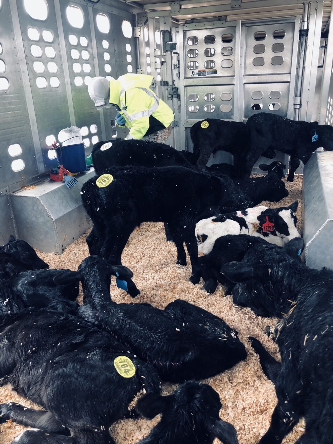 Are you ready for your calves to go on the long haul? – Dairy