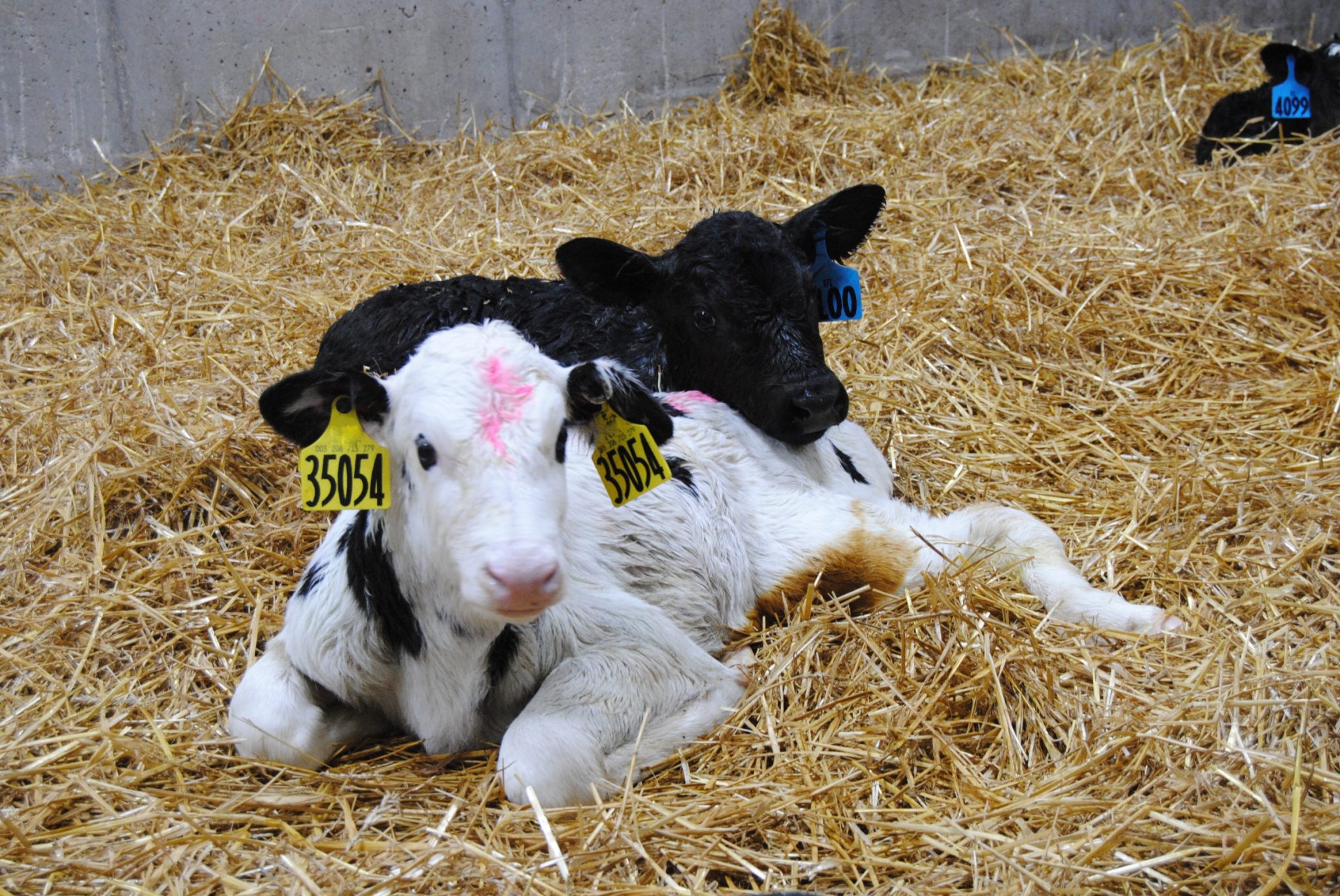 Animal care starts with calf care – Dairy