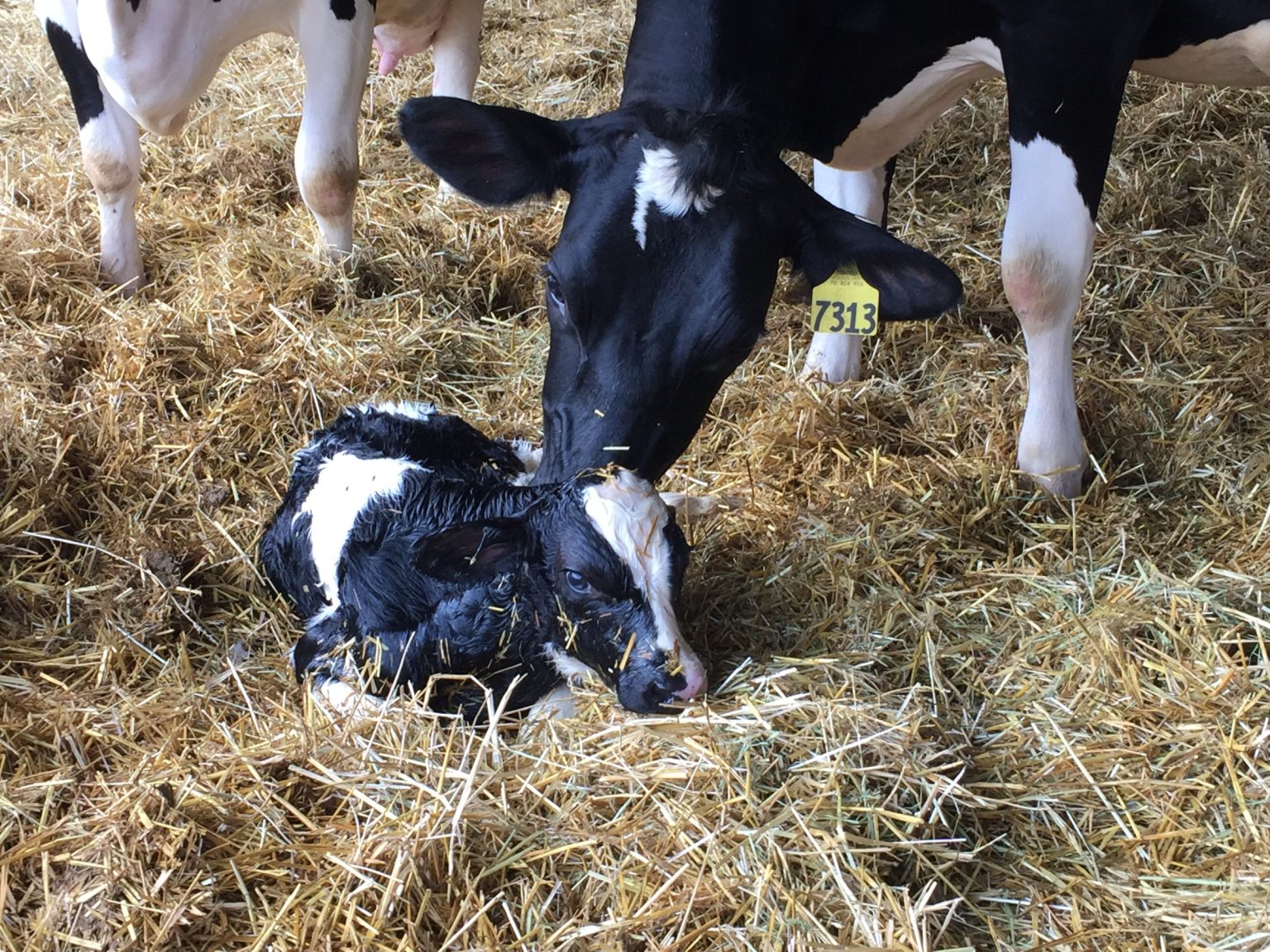 VIGOR vitality score aids in calf care – Dairy