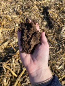 Struvite recovery from manure – Dairy