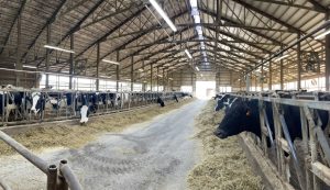 Ventilation in Dairy Buildings – Dairy