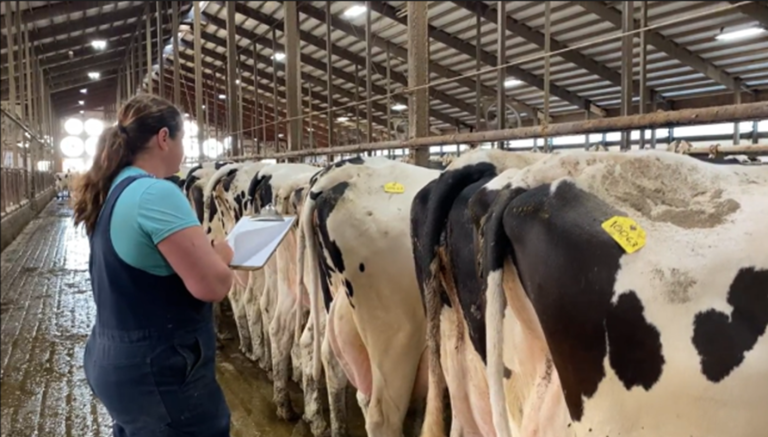 Fresh cows: Finding the sick cow – Dairy