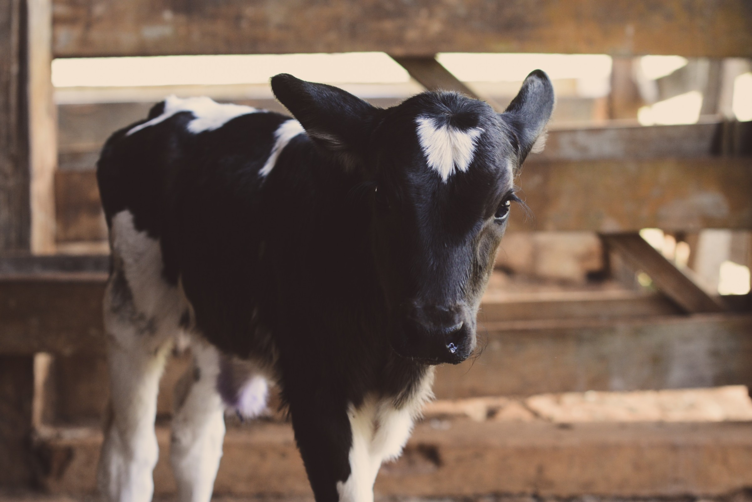 The overview of the digestive system of the calves – Dairy