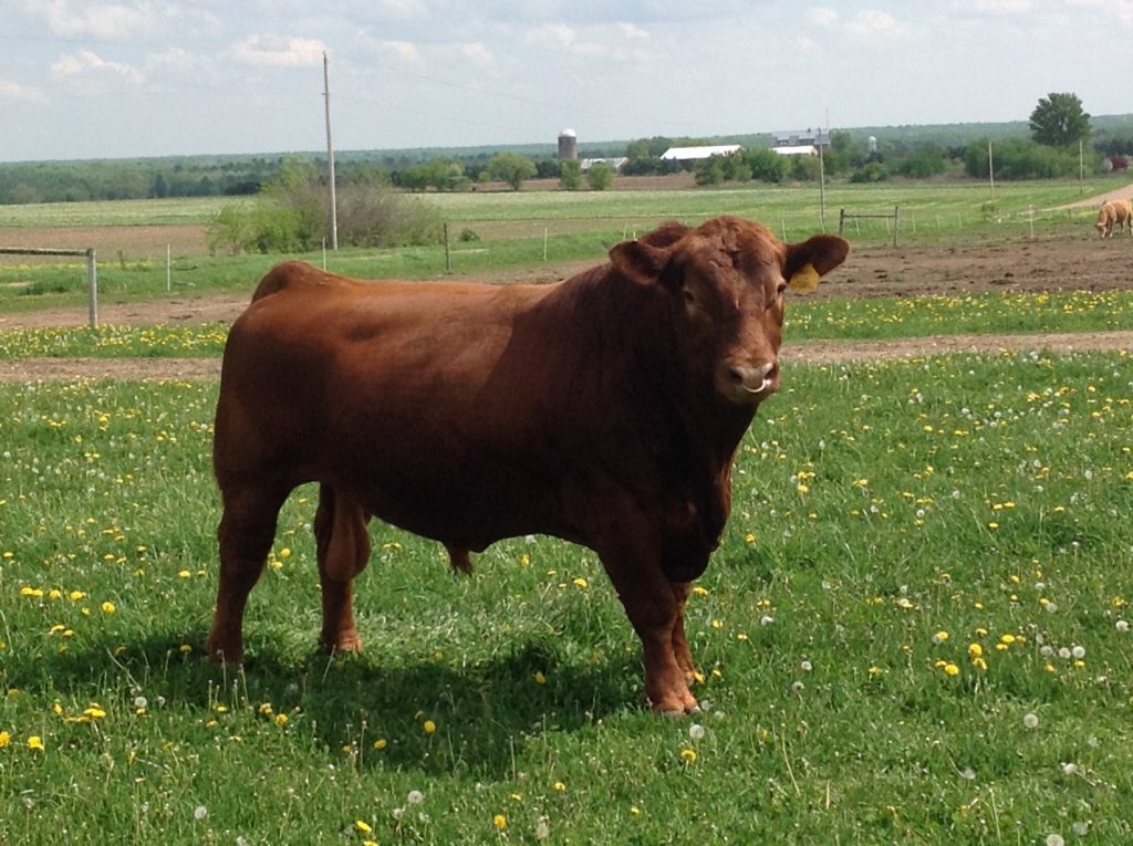 Dairy Worker Module 2: Reproductive Skills – Dairy