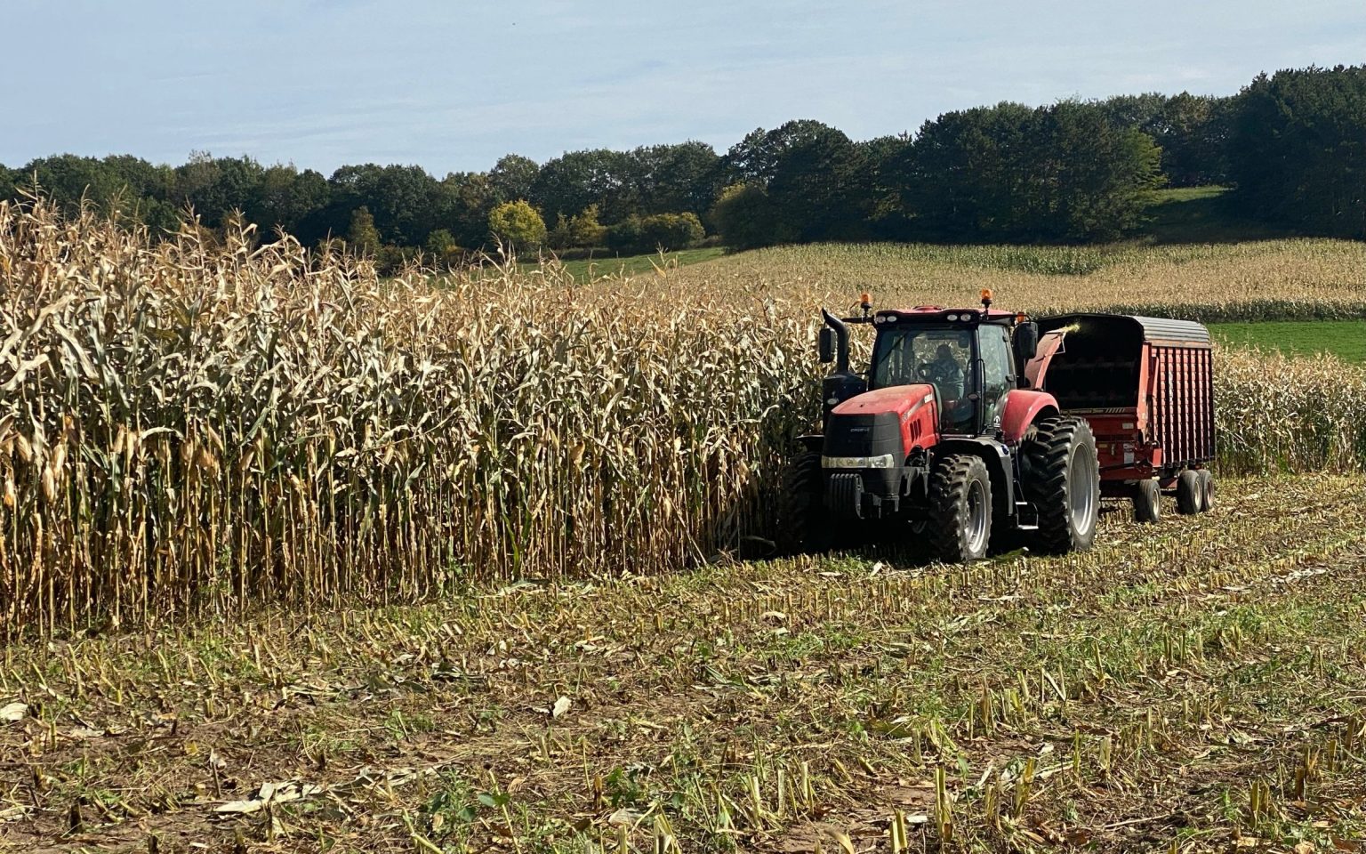 Silage-specific corn hybrids for dairy cattle diets – Dairy