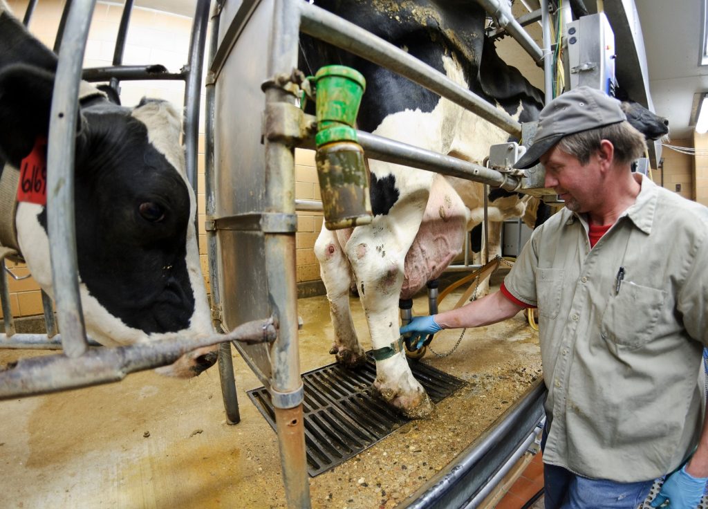 Dairy Worker Module 1: Milking Skills – Dairy