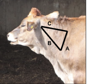 Administering reproductive hormones to dairy cattle – Dairy