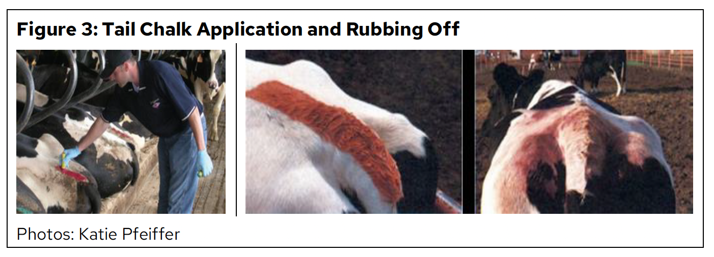 Estrus Detection And Estrus Detection Aids Dairy