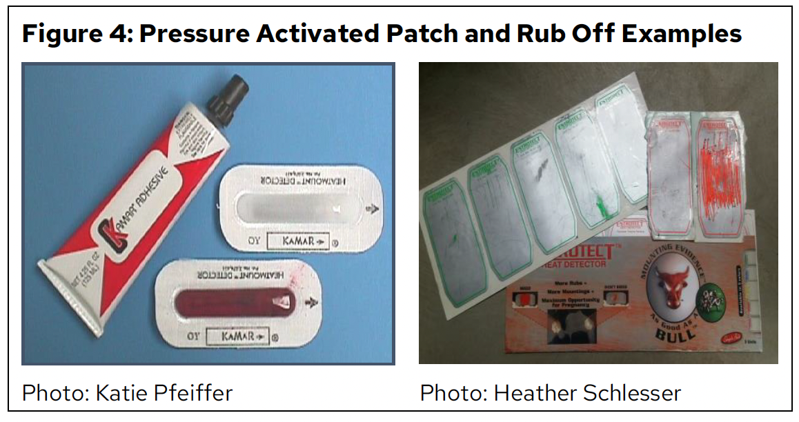 Estrus Detection And Estrus Detection Aids Dairy