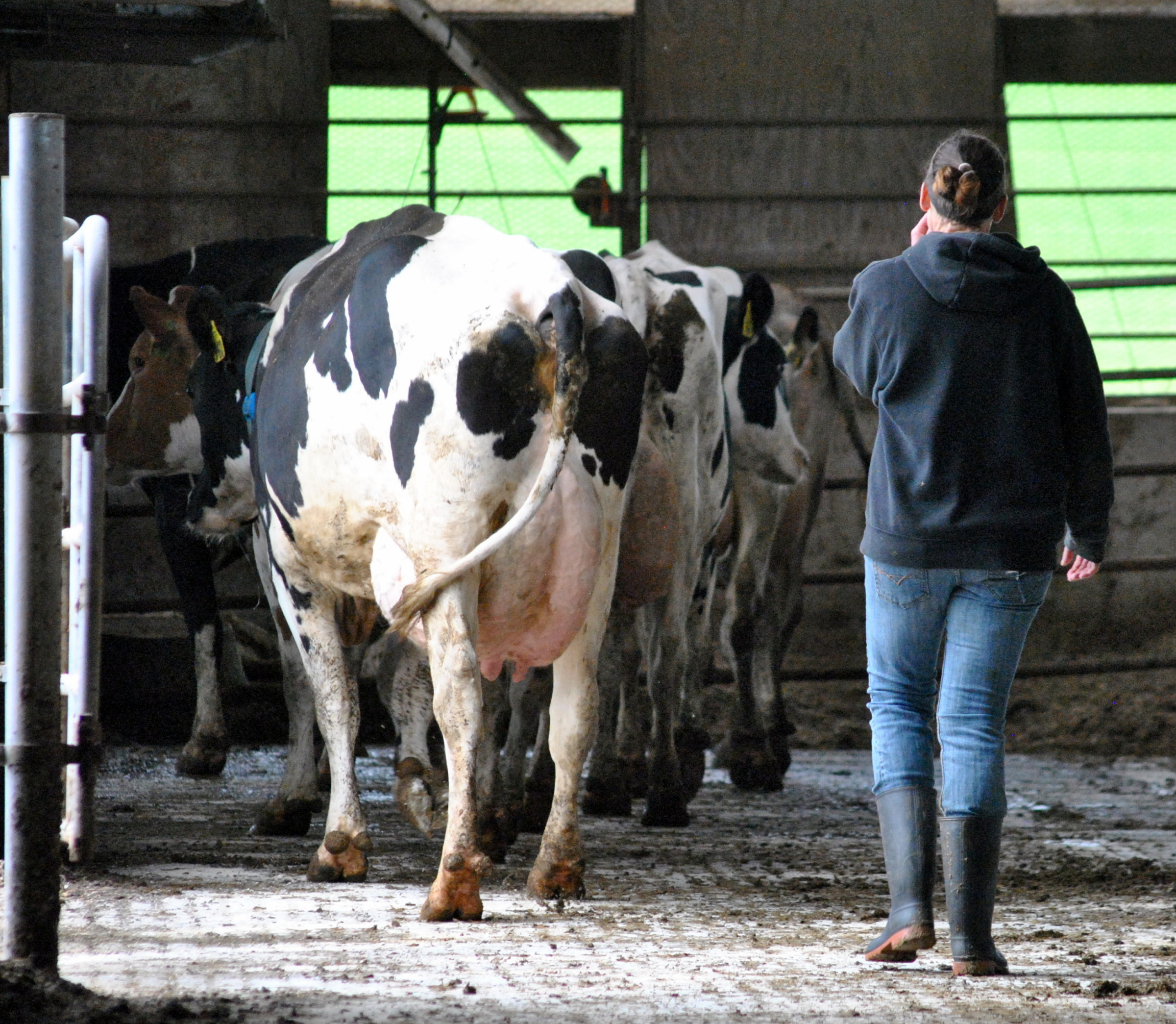 Dairy – Division of Extension