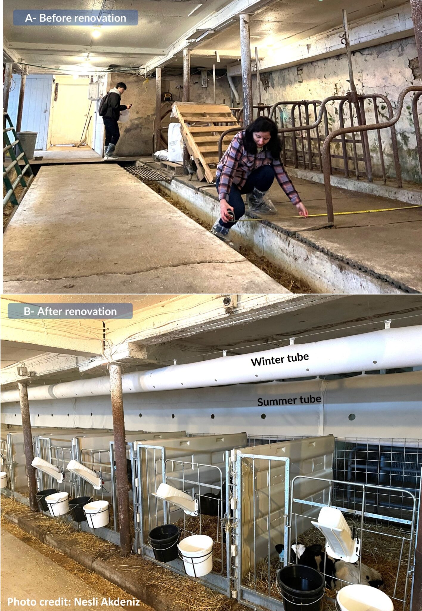 Renovating Tie-Stall Barns for Indoor Calf Housing – Dairy