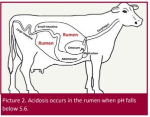 Hoof health & nutrition of dairy cows – Dairy