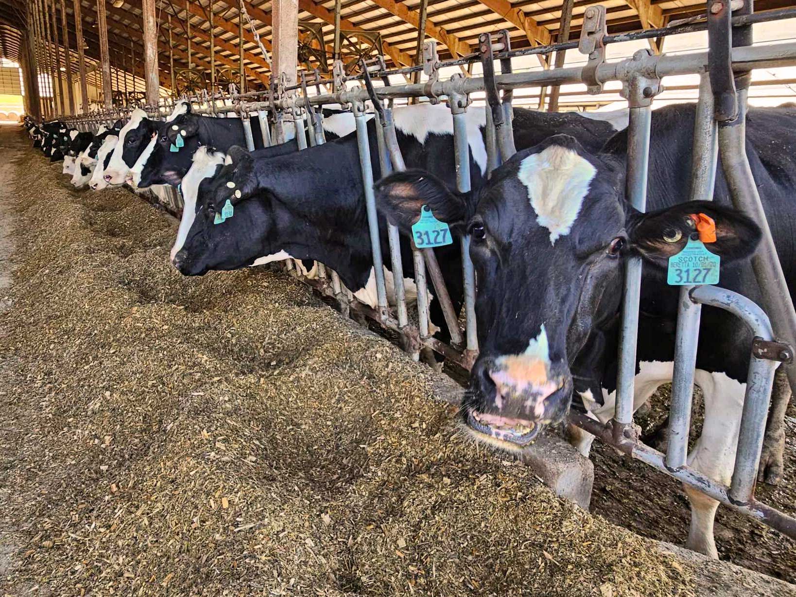 Risks of inadequate fiber in the diet – Dairy