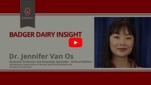 ️ Watch: Strategies for keeping calves cool in hutches – Dairy
