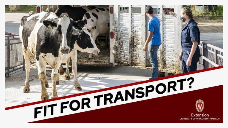 Are my dairy cattle fit for transport? – Dairy
