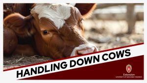 Handling down cows – Dairy
