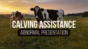 ️ Watch: Calving Assistance-Abnormal Calving Presentations in Cattle (3 ...
