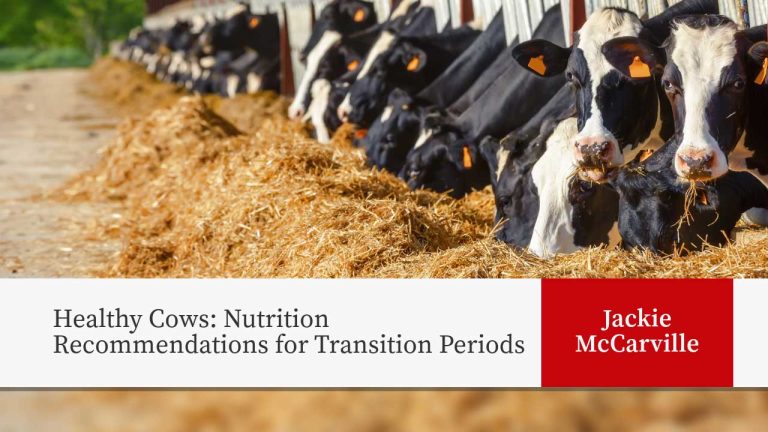 Healthy Cows: Nutrition Recommendations for Transition Periods – Dairy