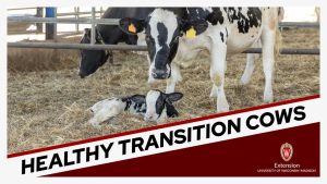 Healthy Cows: Management Tips for Transition Times – Dairy