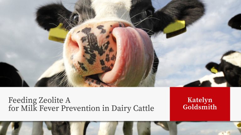 Feeding Zeolite A for Milk Fever Prevention in Dairy Cattle – Dairy