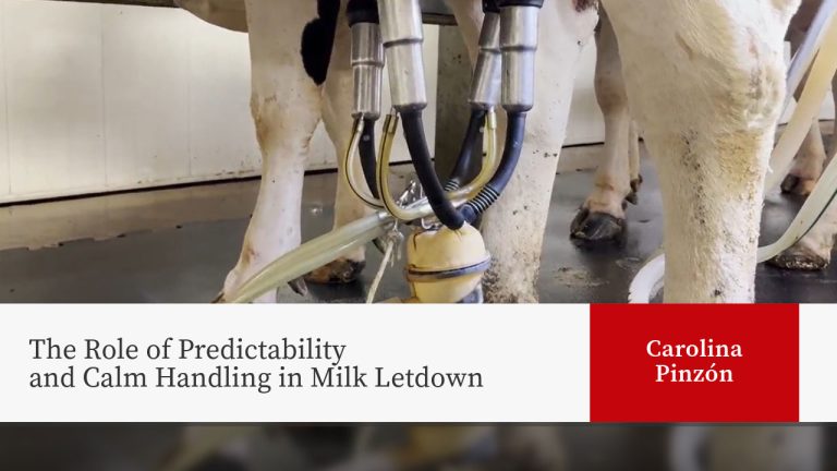 The Role of Predictability and Calm Handling in Milk Letdown – Dairy