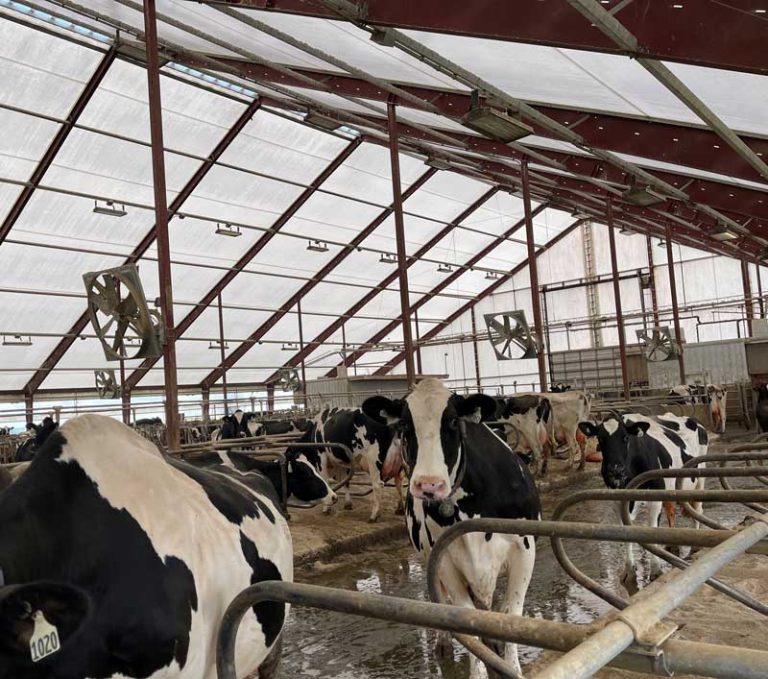 Natural Ventilation in Dairy Buildings – Dairy