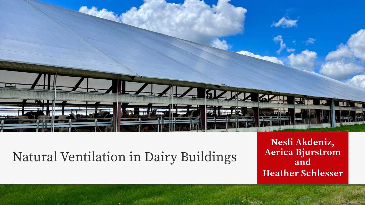 Natural Ventilation in Dairy Buildings – Dairy