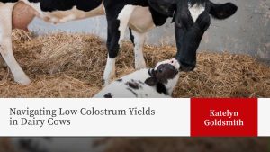 Navigating Low Colostrum Yields in Dairy Cows – Dairy