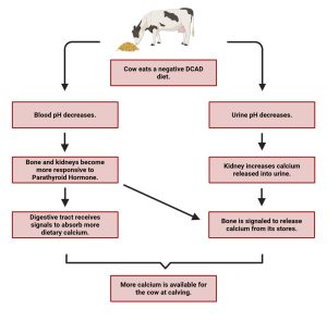 Negative Dcad Diets For Milk Fever Prevention In Dairy Cattle Dairy