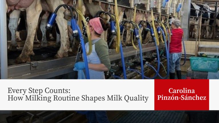 Every Step Counts: How Milking Routine Shapes Milk Quality – Dairy