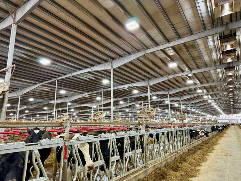 Lighting in Dairy Buildings in Wisconsin – Dairy