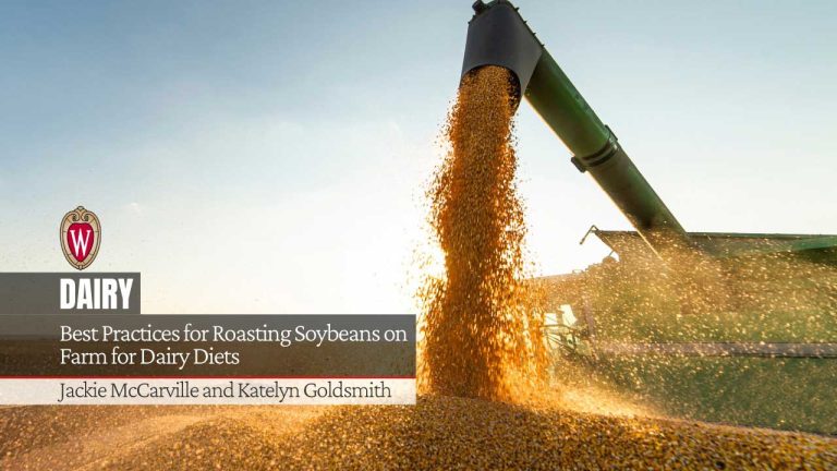 Best Practices for Roasting Soybeans on Farm for Dairy Diets – Dairy