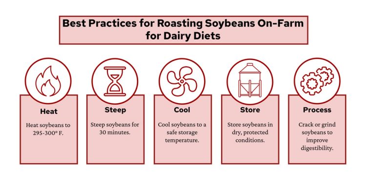 Best Practices for Roasting Soybeans on Farm for Dairy Diets – Dairy