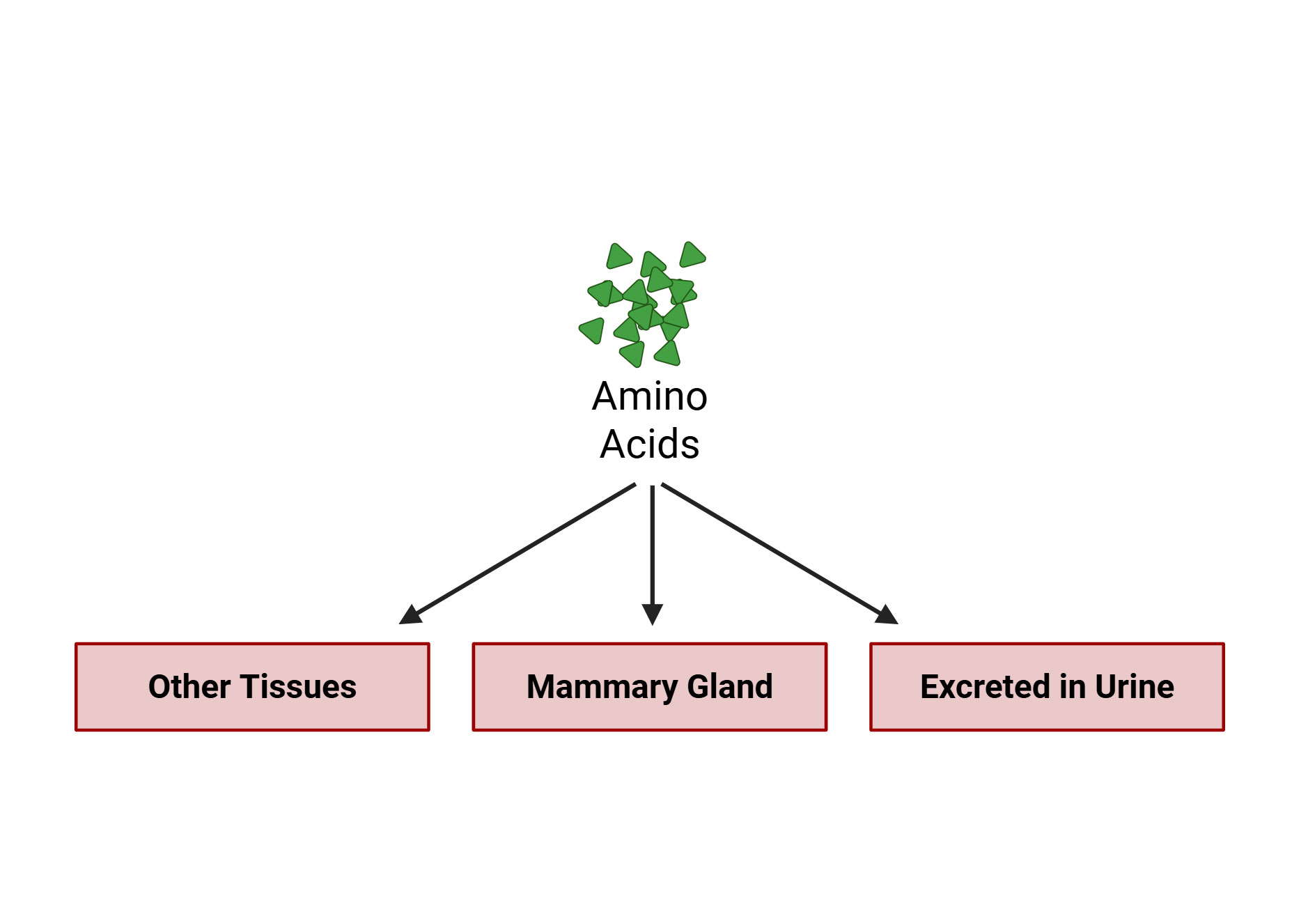 Feeding Dairy Cows for Milk Protein – Dairy