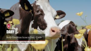Body Condition Score in Dairy Cattle – Dairy