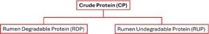 Protein, What Is It? And Why Do Cows Need It? – Dairy